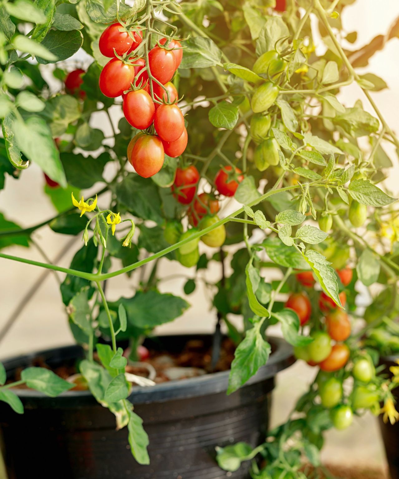 Our expert pick for the best tomatoes for growing in pots | Homes and ...