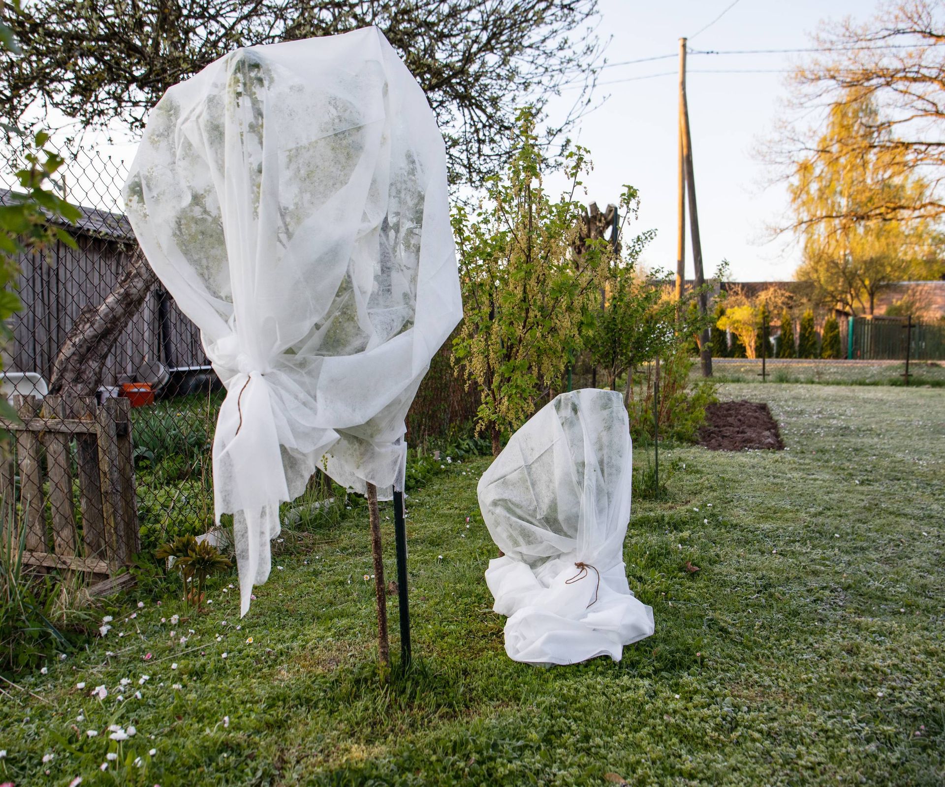 How to Winterize Citrus Trees and Keep Them Safe From Frost | Gardening ...