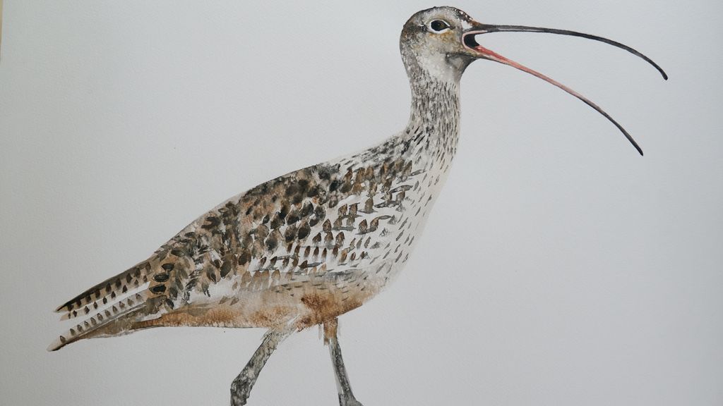 Painting Birds with Jim and Nancy Moir season 1 guide | What to Watch