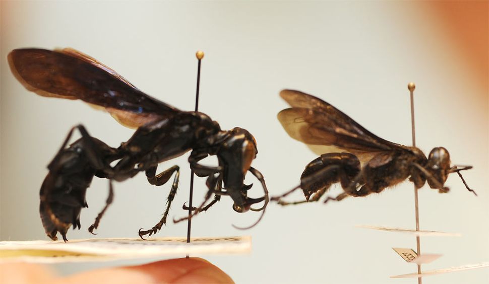 Newly Discovered Warrior Wasp Has Giant Jaws | Live Science