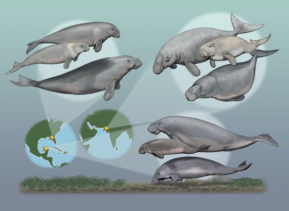 Lumbering Sea Cows Were Once Plentiful and Diverse | Live Science
