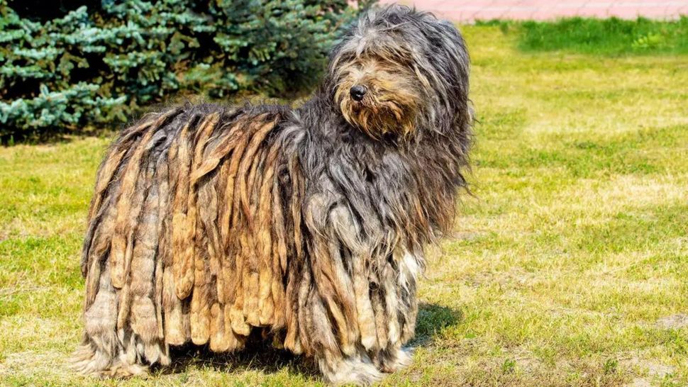 Rarest dog breeds: 10 canines you’ve never heard of | PetsRadar