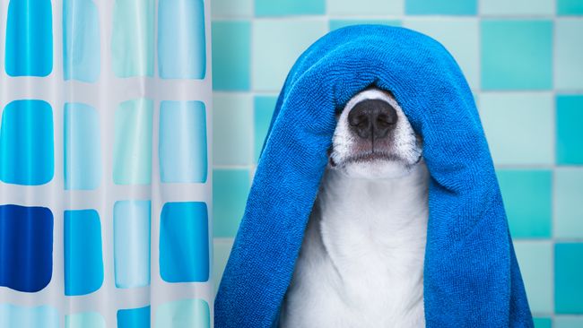 Dog washing station ideas for clean pets and protected homes | Homebuilding