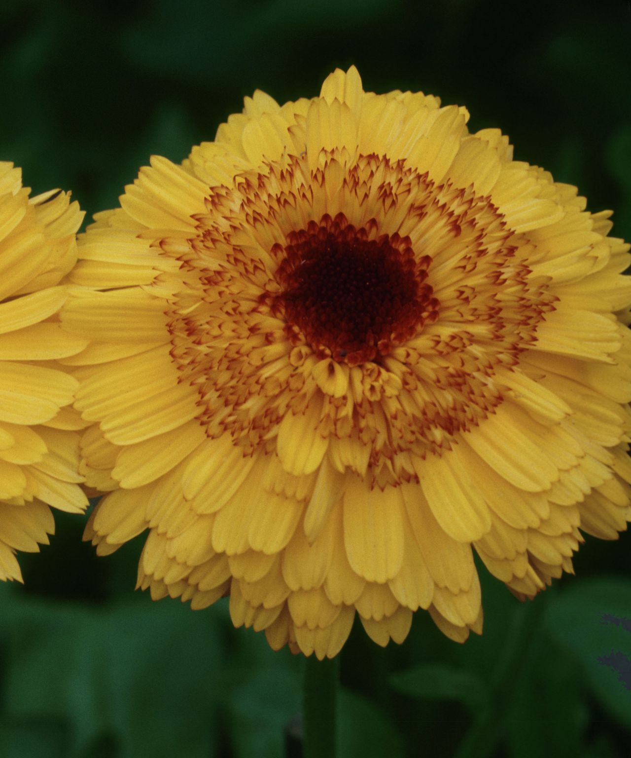 Calendula varieties: 16 pot marigolds for your garden | Homes and Gardens