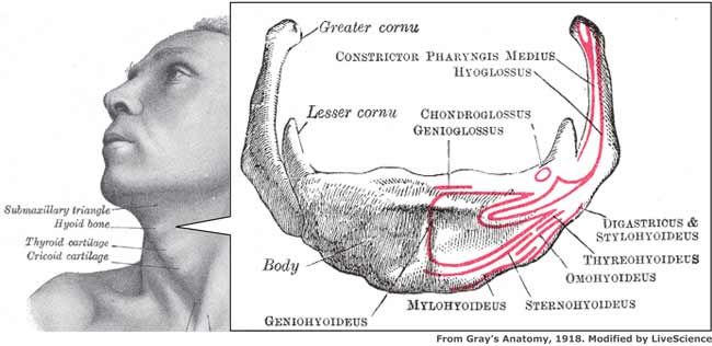 How the Hyoid Bone Changed History | Live Science