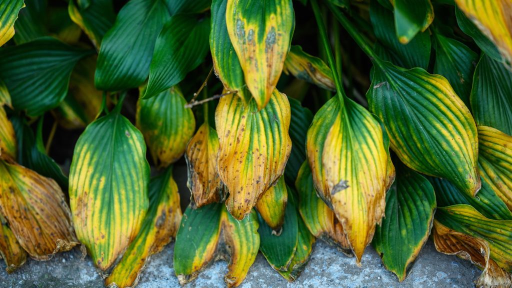 How to get rid of vine weevil grubs: An expert guide | Homes and Gardens