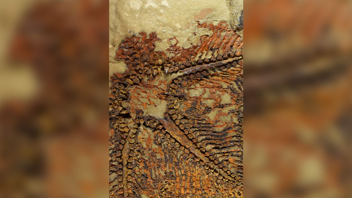 This 480 million-year-old creature is the ancestor of all starfish ...