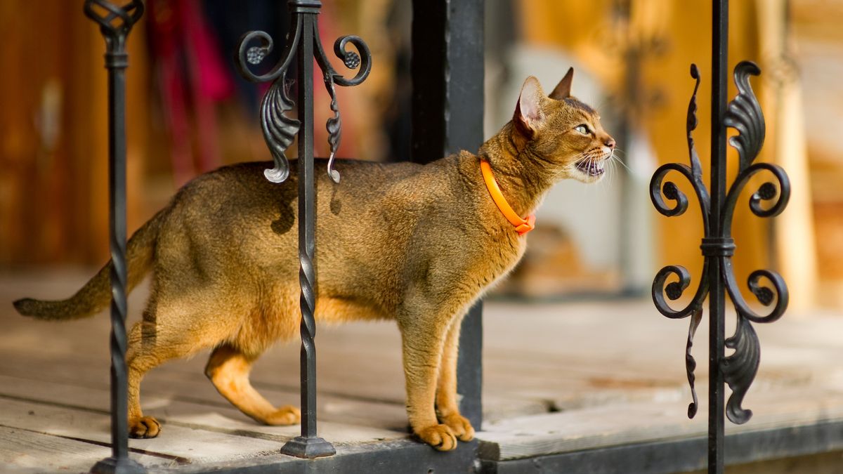 32 fun facts about Abyssinian cats | PetsRadar