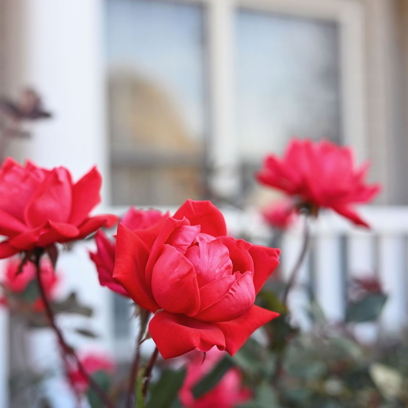 Copy Kourtney's Rose Christmas Tree With This Florist Hack | Gardening ...