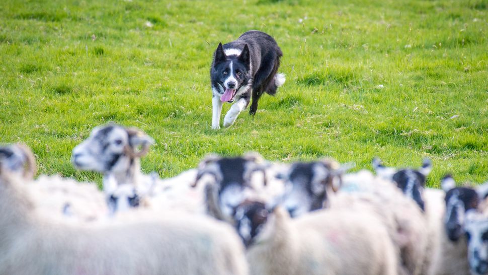 33 herding dog breeds for managing livestock | PetsRadar