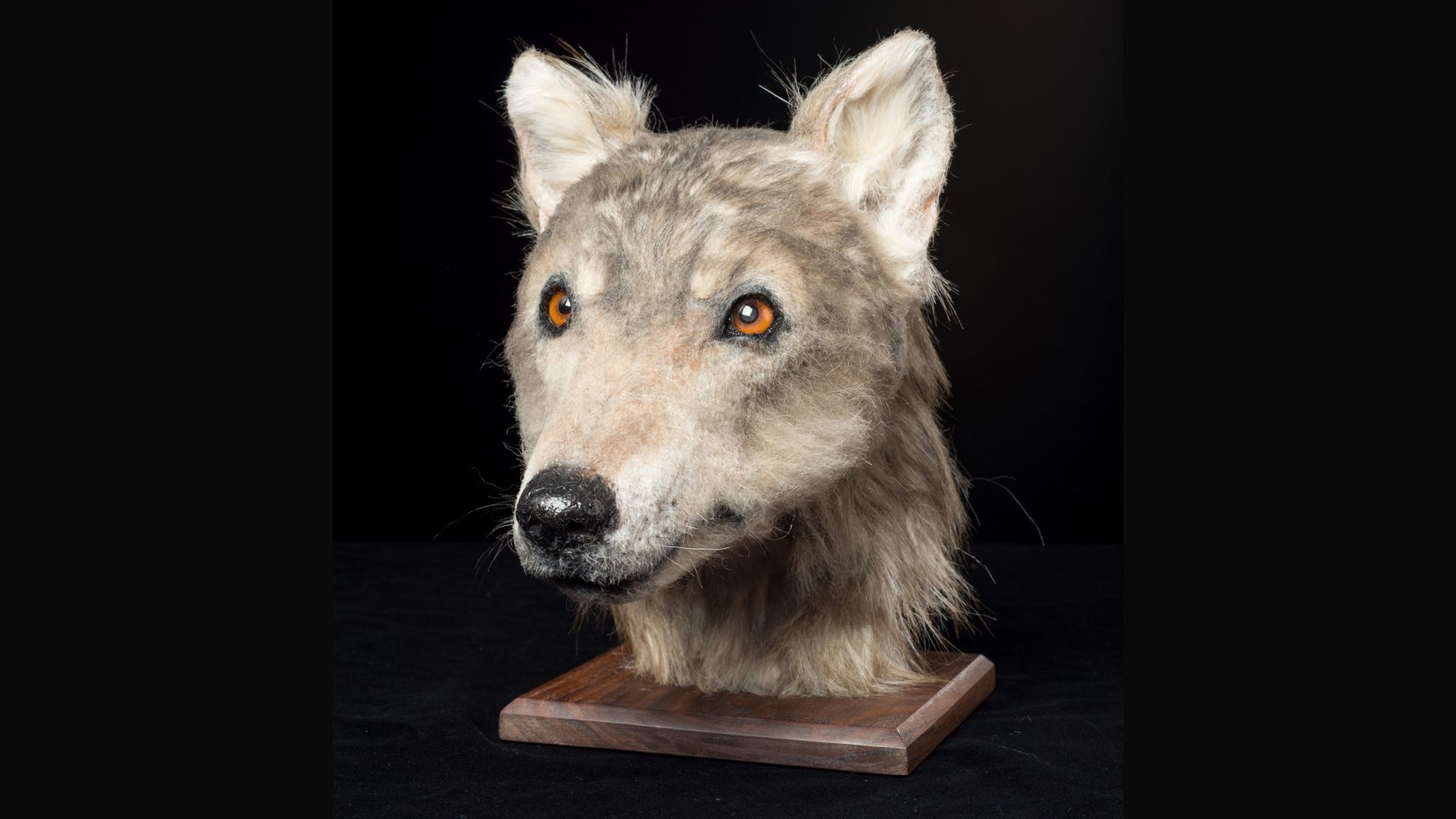 Here's What Scotland's Dogs Looked Like 4,500 Years Ago | Live Science