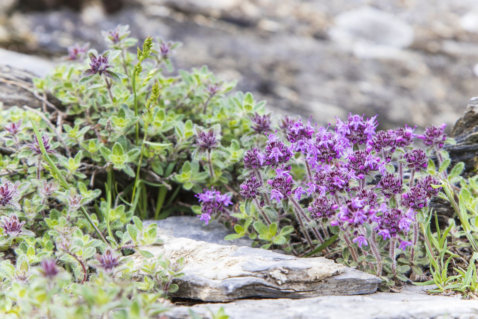 6 walkable groundcover plants that are perfect for paths | Livingetc