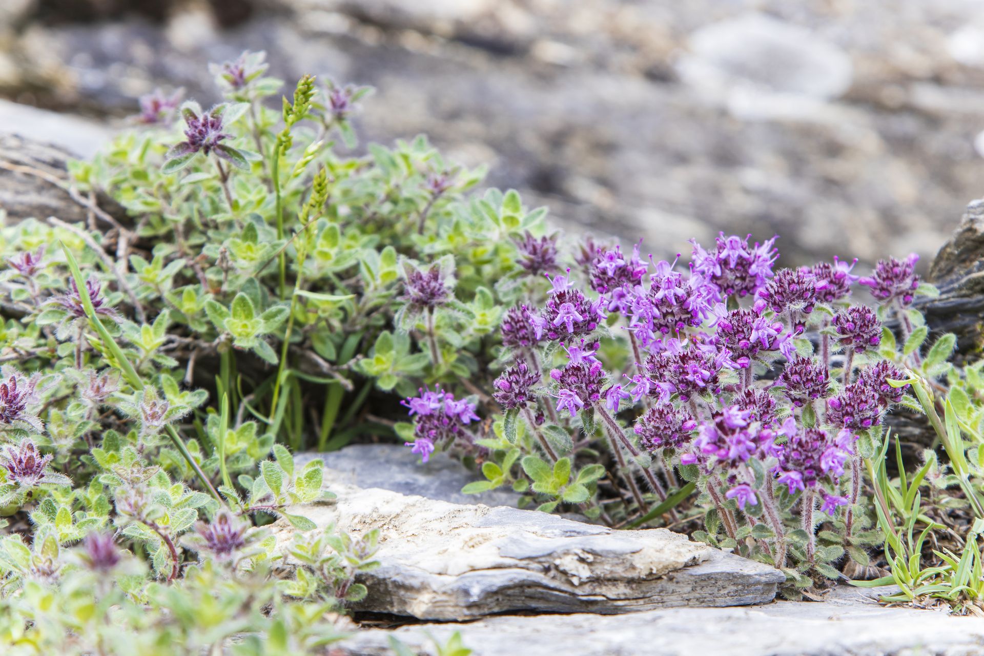 6 walkable groundcover plants that are perfect for paths | Livingetc