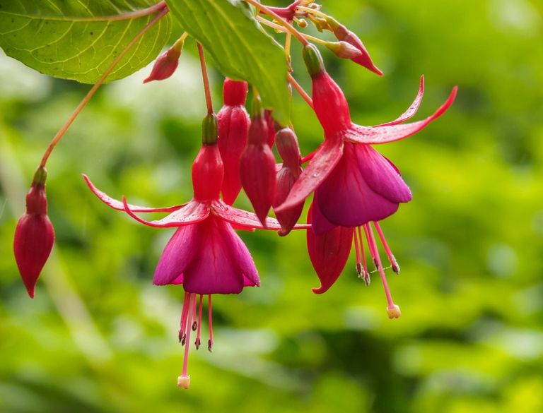 Fuchsia Plant Toxicity - Can You Eat Fuchsia Flowers Or Berries ...