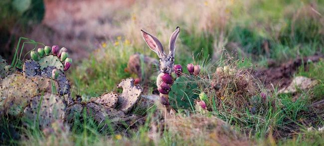 Photos: Black-Tailed Jackrabbits, the Curious Creatures of the American ...