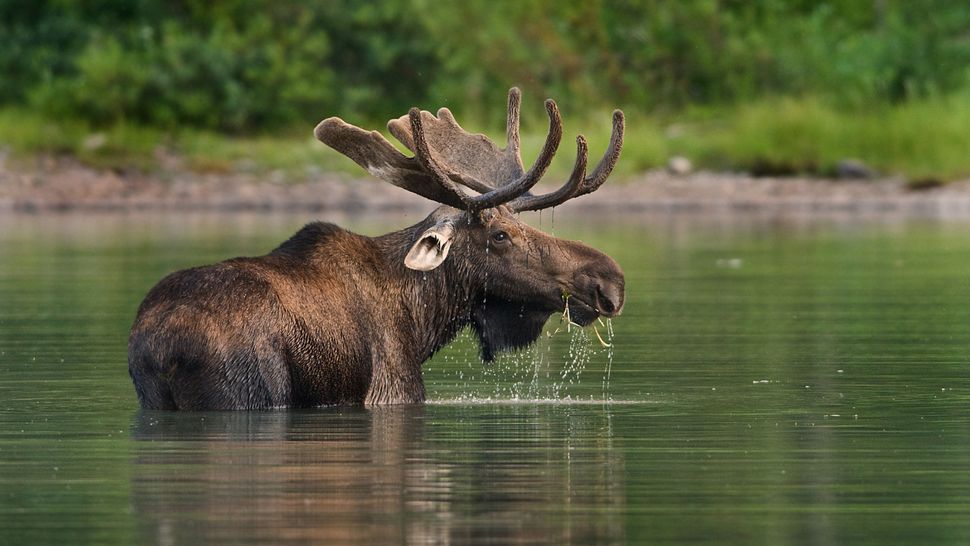 8 best National Parks for wildlife viewing in the US | Advnture