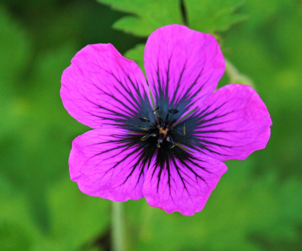 Hardy geranium varieties: 15 cranesbills for every garden | Homes and ...