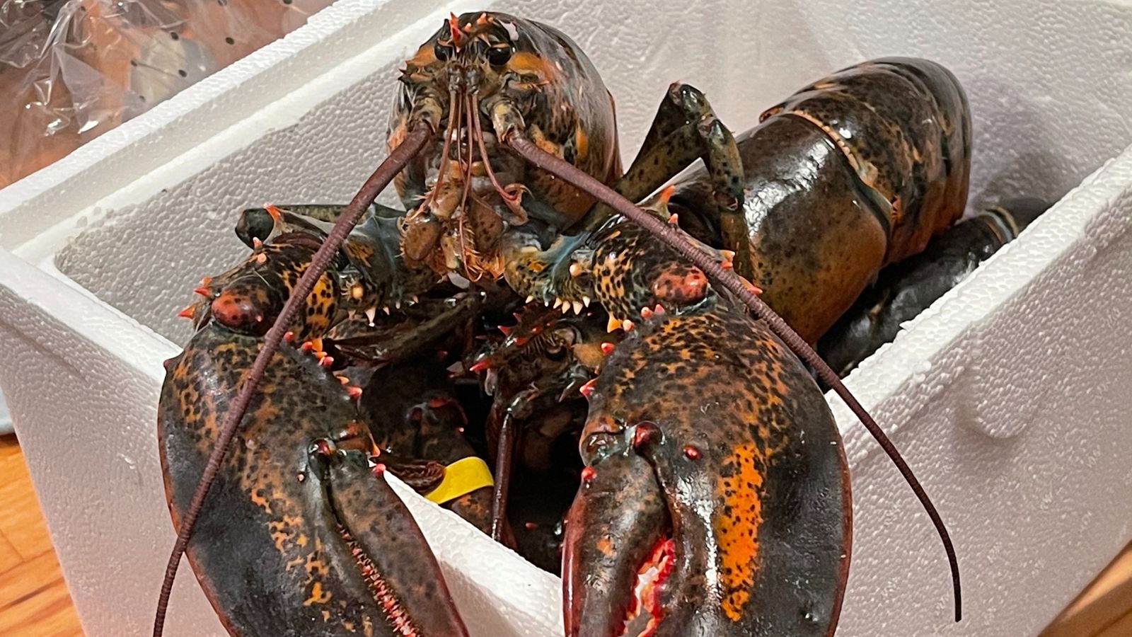 New study confirms lobsters feel pain, driving scientists to call for a ...