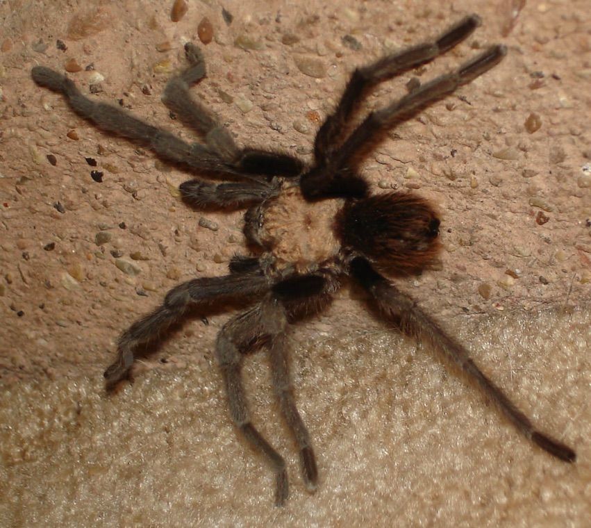 Desert Tarantulas: Photos of the Amazing Arachnids of the Sonoran ...