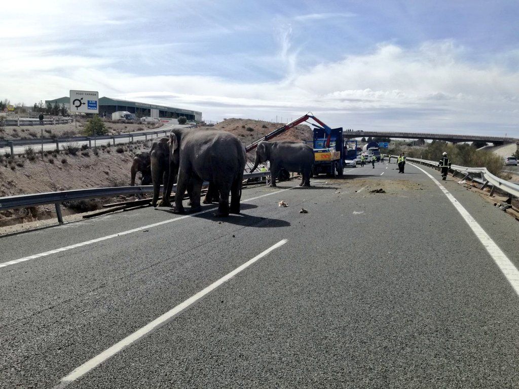 Elephants end up loose on motorway in Spain | The Week