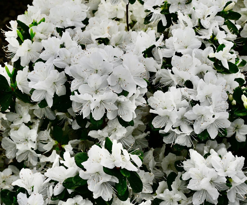 The Best Azaleas for Pots for Big Blooms in Small Spaces | Homes and ...