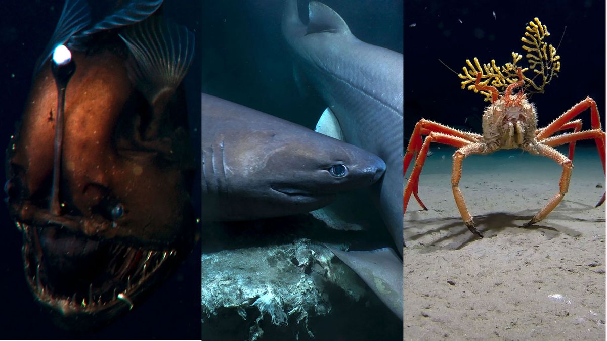 All The Animals In Blue Planet 2 The Deep Order Of Freakiness | Marie ...