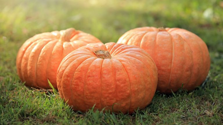Expert tips for when and how to fertilize pumpkins