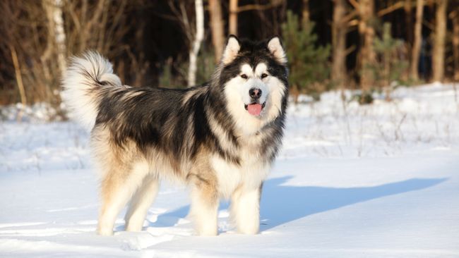 32 best dog breeds for cold climates | PetsRadar
