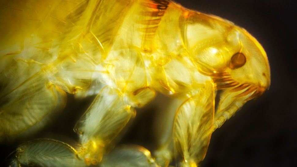 Typhus from fleas is on the rise in LA County, CDC warns | Live Science