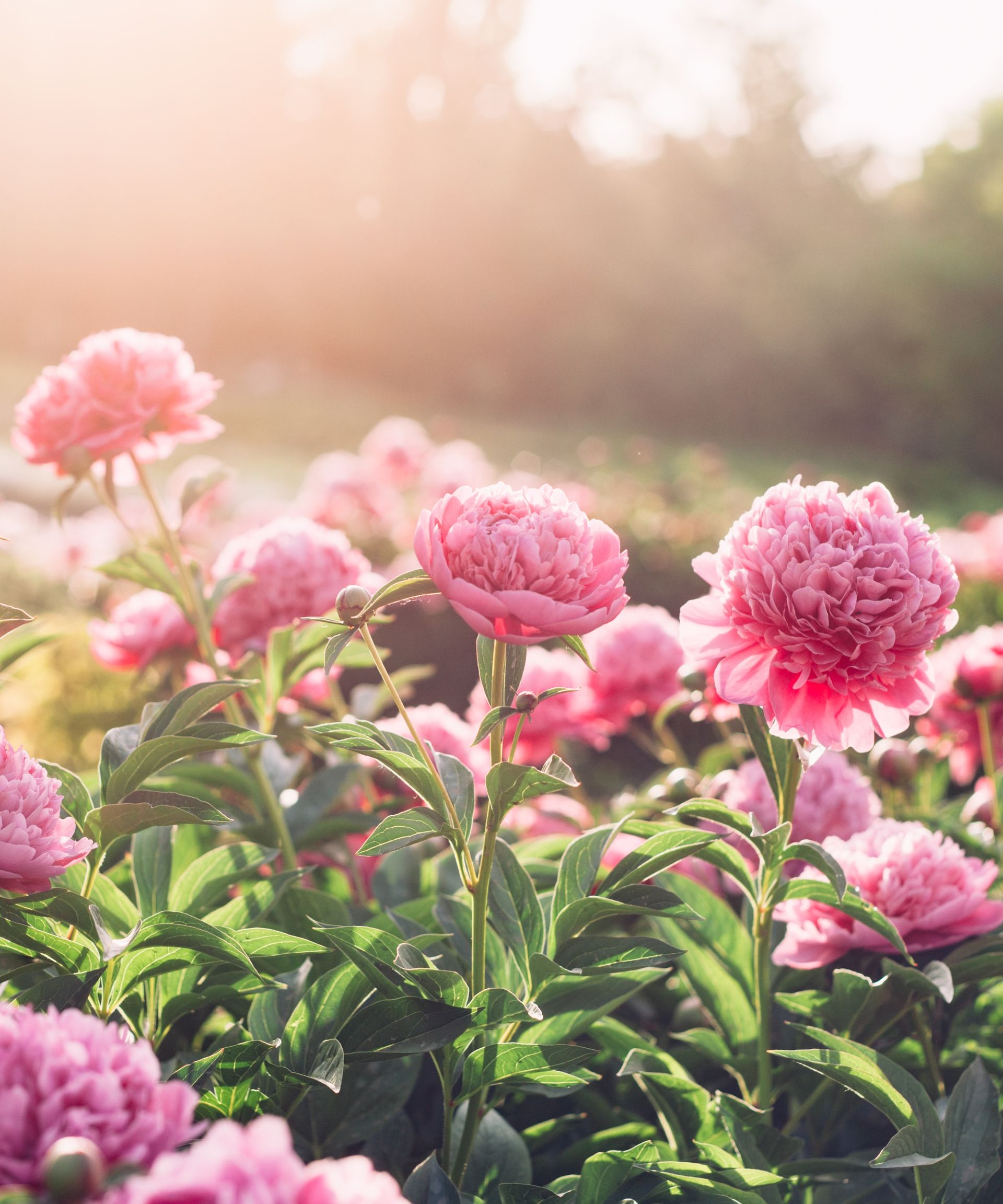 How to winterize peonies | Homes and Gardens