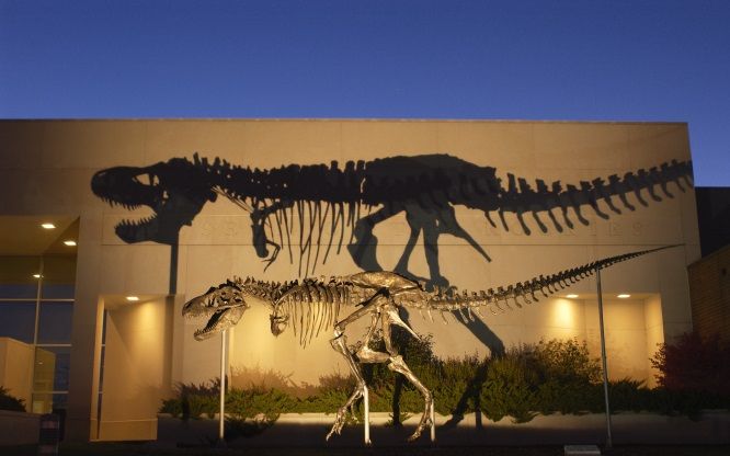 Photos: The Near-Complete Wankel T. Rex | Live Science