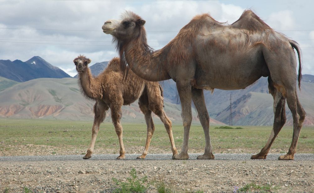 Camels: Facts, Types & Pictures | Live Science