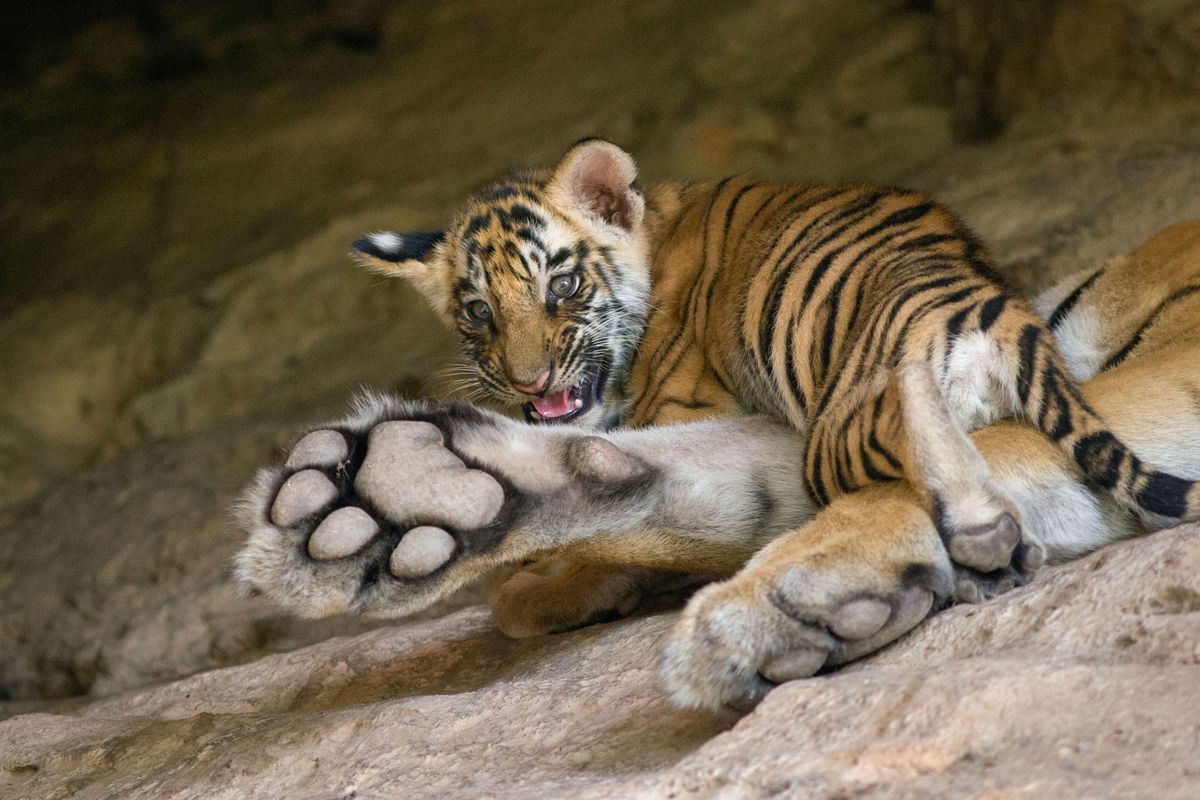 Global wildlife lovers choose their ‘New Big 5’ of animals to ...