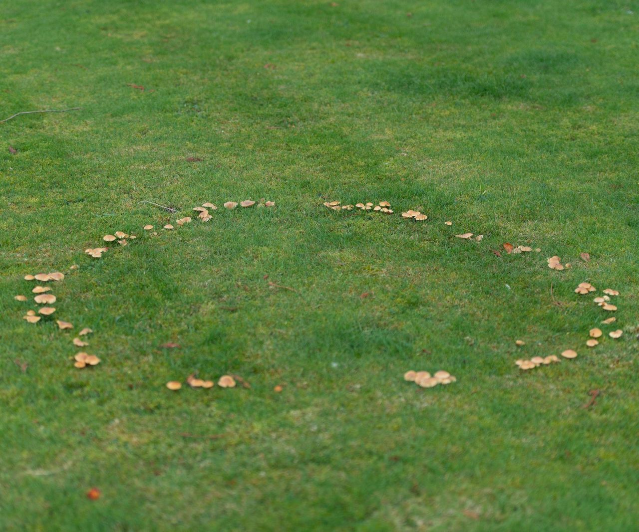 Fairy rings on lawns: what are they and how to combat them | Homes and ...