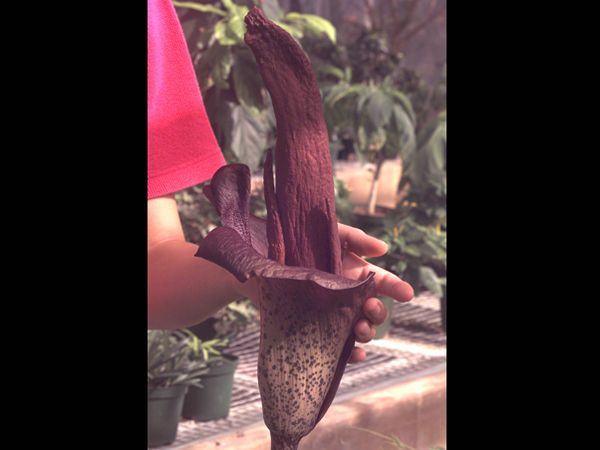 Naughty by Nature: The Most Disgusting and Deadly Flowers | Live Science