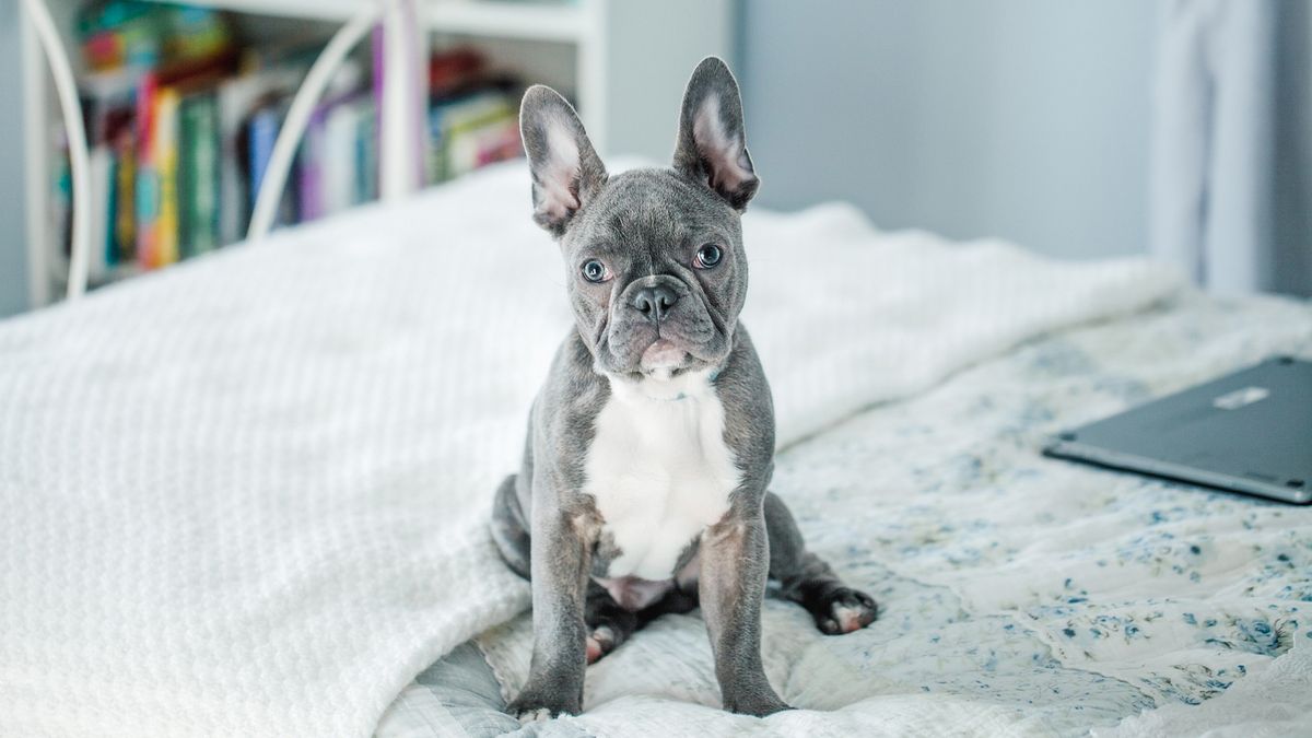 16 best dog breeds for remote workers | PetsRadar