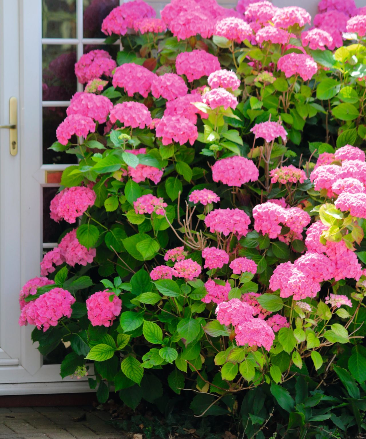 When to prune mophead hydrangeas for the best flowers | Homes and Gardens