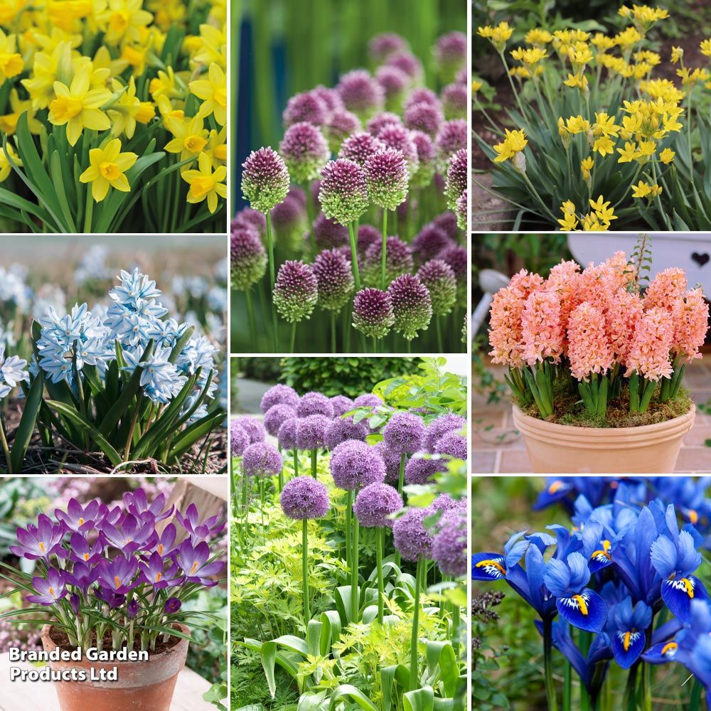 The best spring bulb deals available right now | Homebuilding