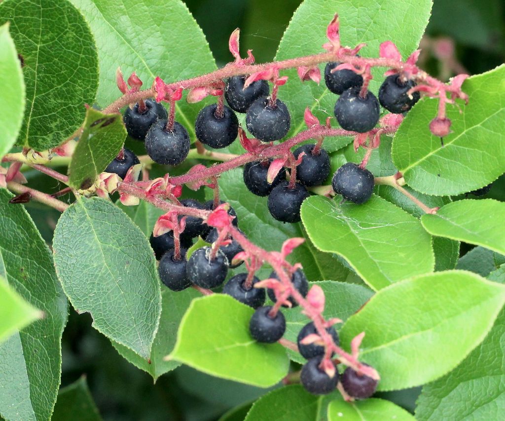 Berry Natives For Your Yard: Try These Native Berry Bushes | Gardening ...