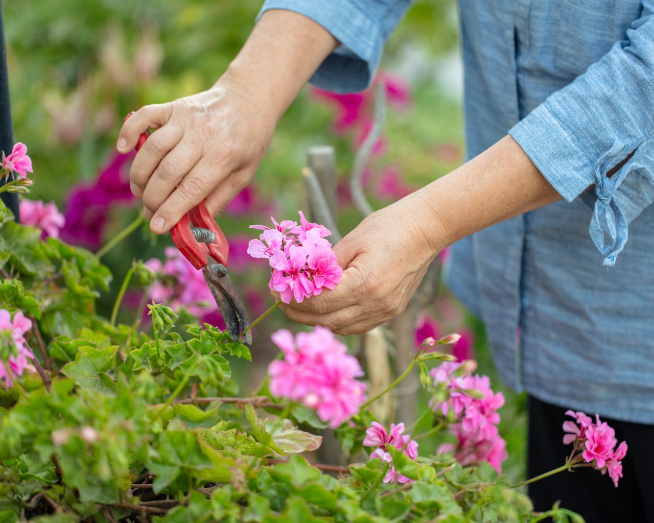 How To Deadhead Geraniums For Better Blooms All Summer Long | Gardening ...