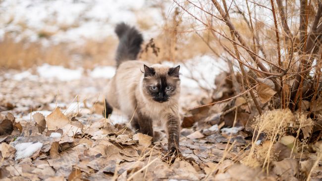 32 best cat breeds for cold climates | PetsRadar
