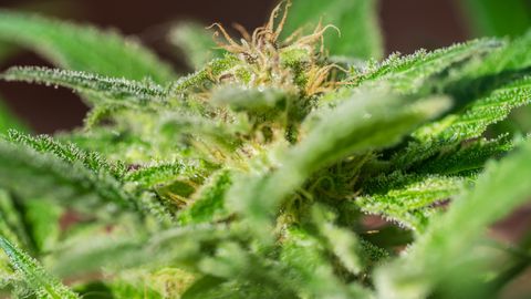 Cannabis originated in China, genetic analysis reveals | Live Science