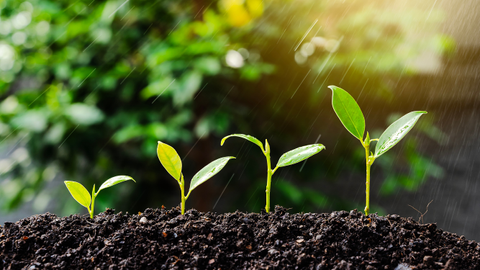 7 tips for sowing seeds outdoors this spring for a blooming garden ...