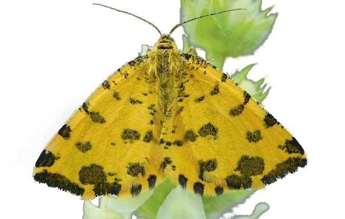 A simple guide to identifying British moths | Country Life