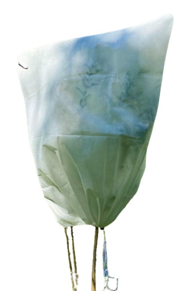 How to protect an olive tree in winter according to experts | Ideal Home