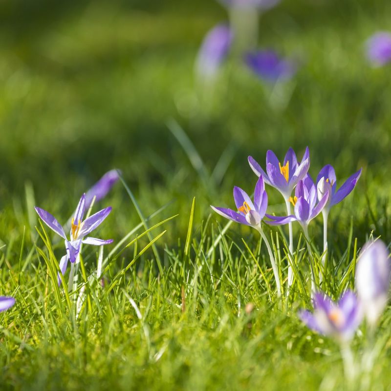 Tips & Information about Bulbs | Gardening Know How