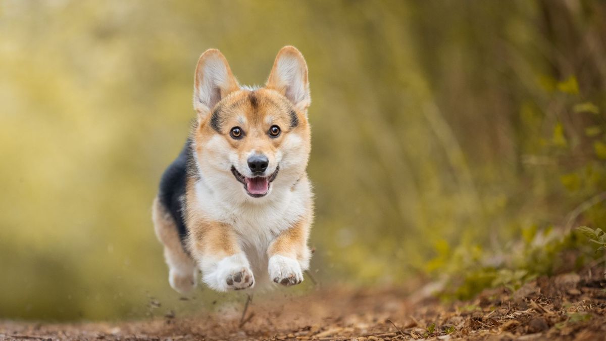 32 of the smartest dog breeds | PetsRadar