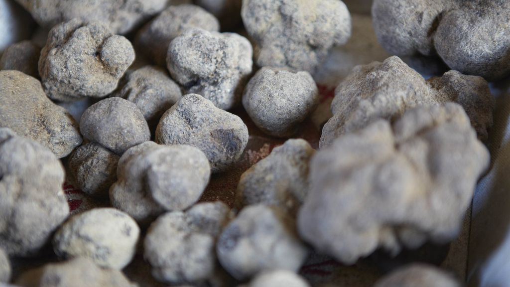 How to grow truffles: an expert reveals how to do it | Homes and Gardens