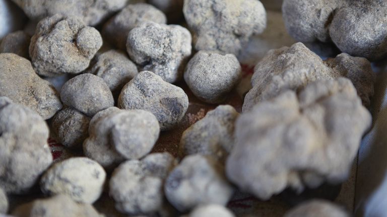 How to grow truffles: an expert reveals how to do it | Homes and Gardens