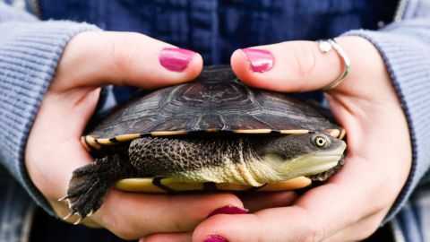 32 tips for taking care of pet turtles | PetsRadar